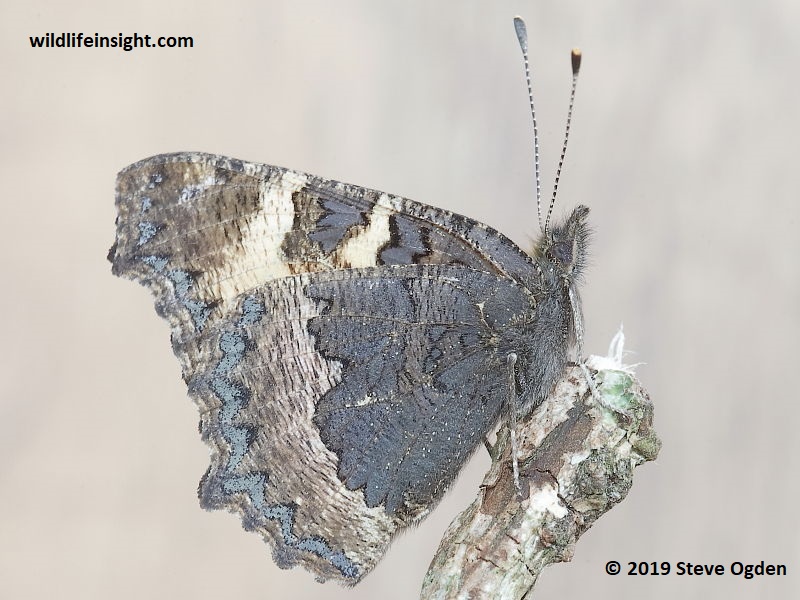 A January Butterfly | Wildlife Insight