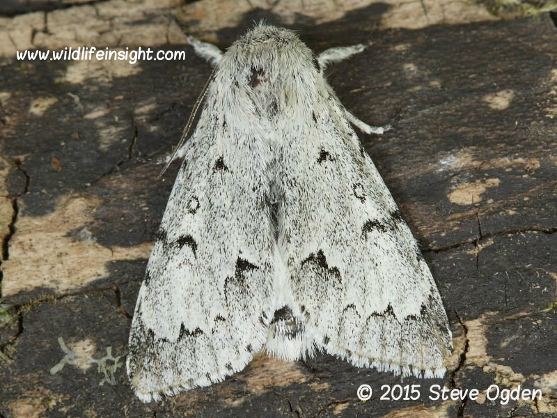 The Miller Moth and caterpillar (Acronicta leporina) | Wildlife Insight