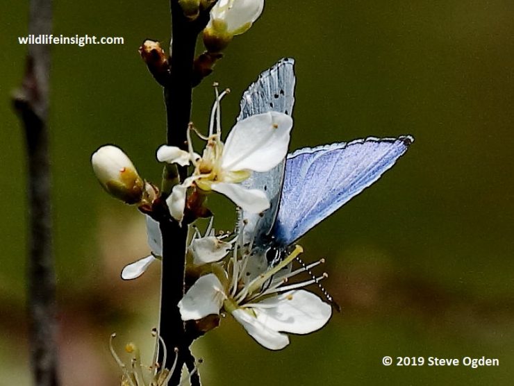 First Holly Blue Butterfly of the year | Wildlife Insight