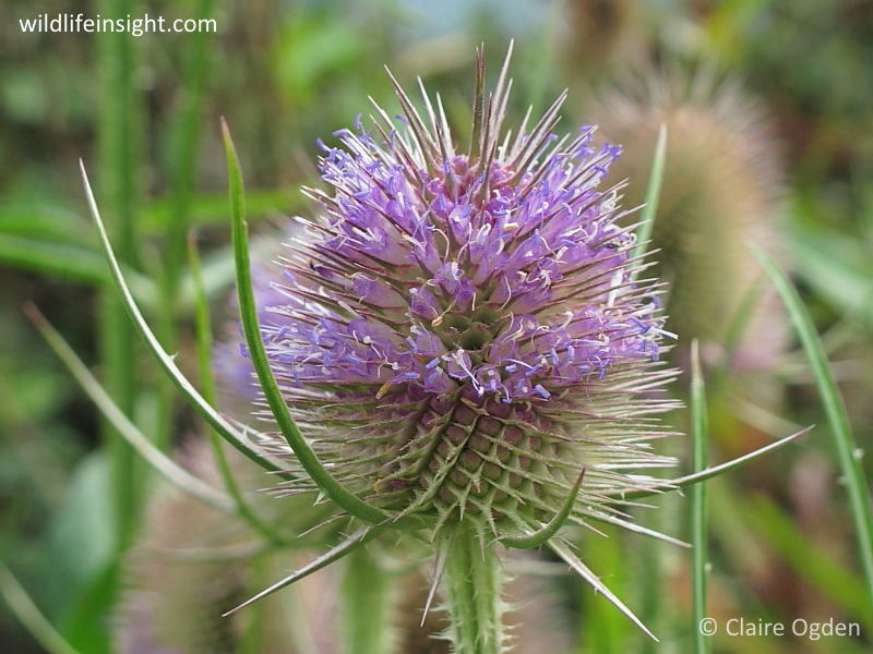 Teasel Family (Dipsacaceae) | Wildlife Insight