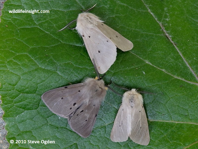 The Muslin Moth and caterpillar (Diaphora mendica) | Wildlife Insight