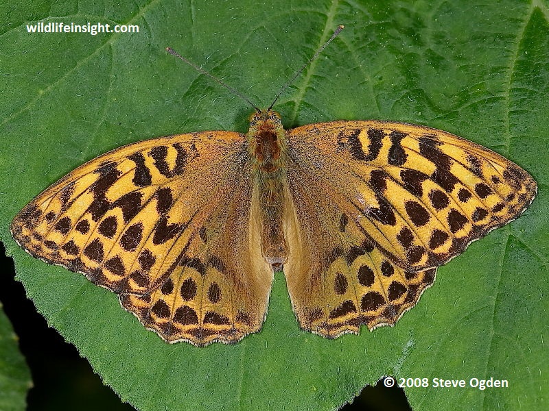 Fritillary Butterflies (Heliconiinae) | Wildlife Insight