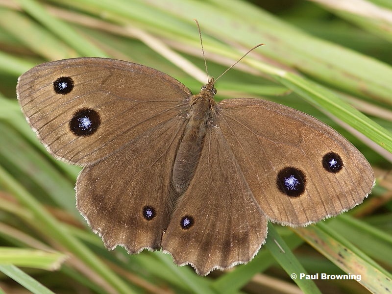 European Brown Butterflies (Satyridae) | Wildlife Insight