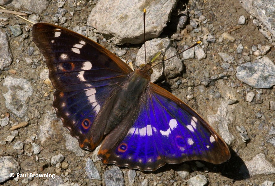 European Vanessid Butterflies (Nymphalidae) | Wildlife Insight