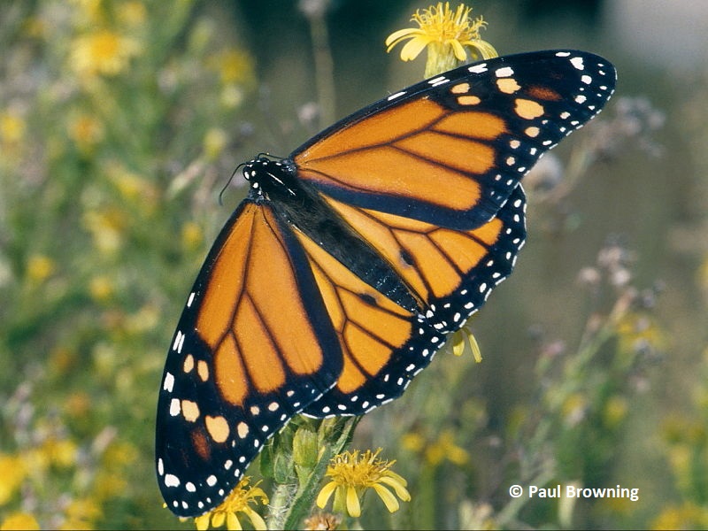 European Monarch Butterflies (Danaidae) | Wildlife Insight