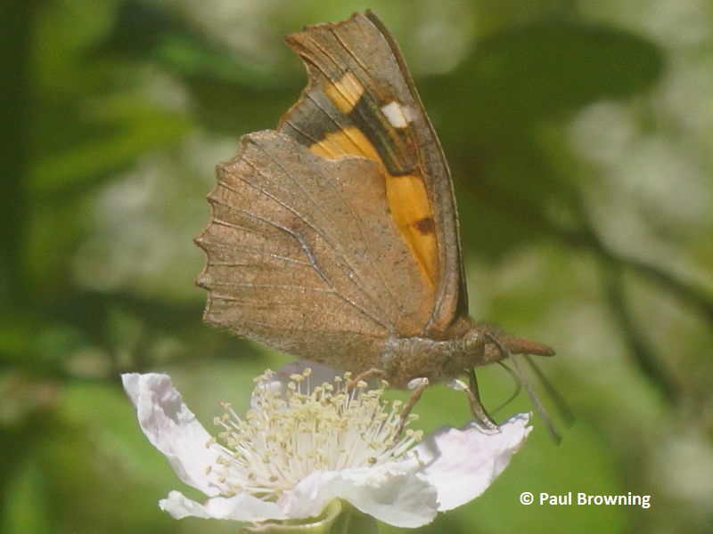 European Nettle-tree Butterfly (family Libytheidae) | Wildlife Insight