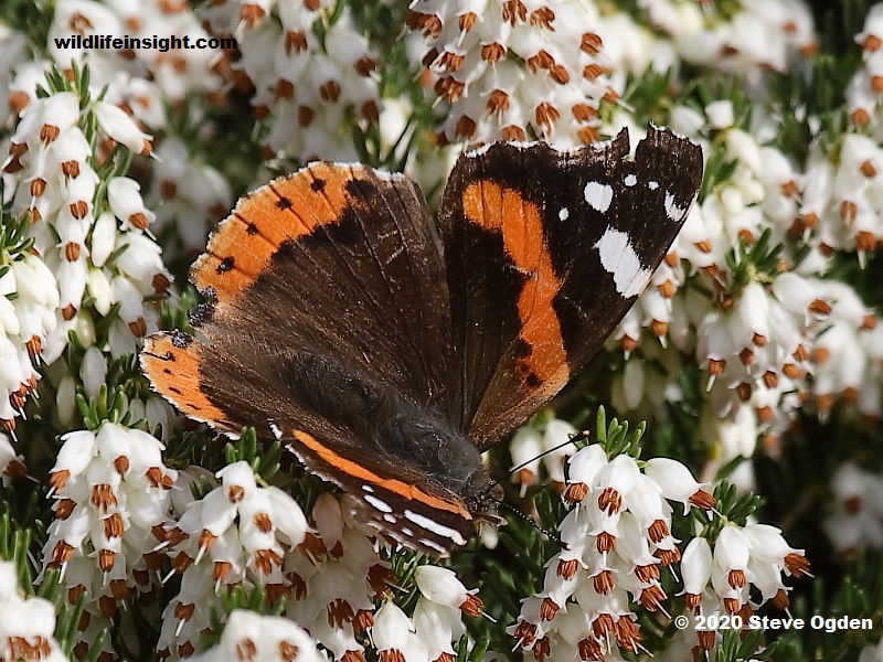 Overwintering Red Admirals feeding in garden | Wildlife Insight