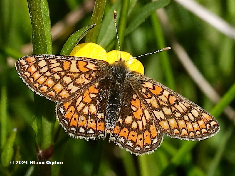 Marsh Fritillary butterfly success story | Wildlife Insight