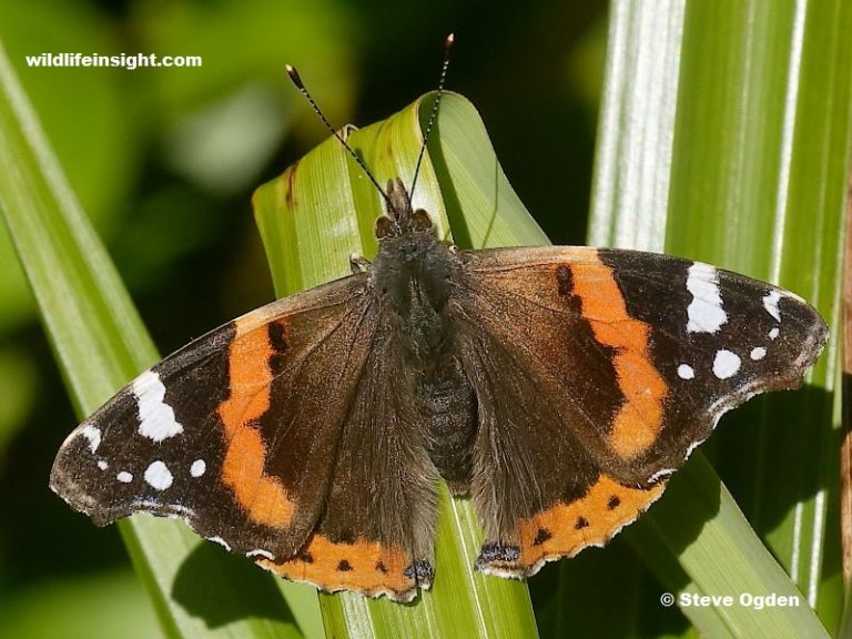 Butterflies | Wildlife Insight