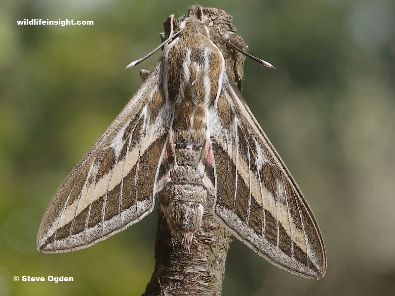 Moths | Wildlife Insight