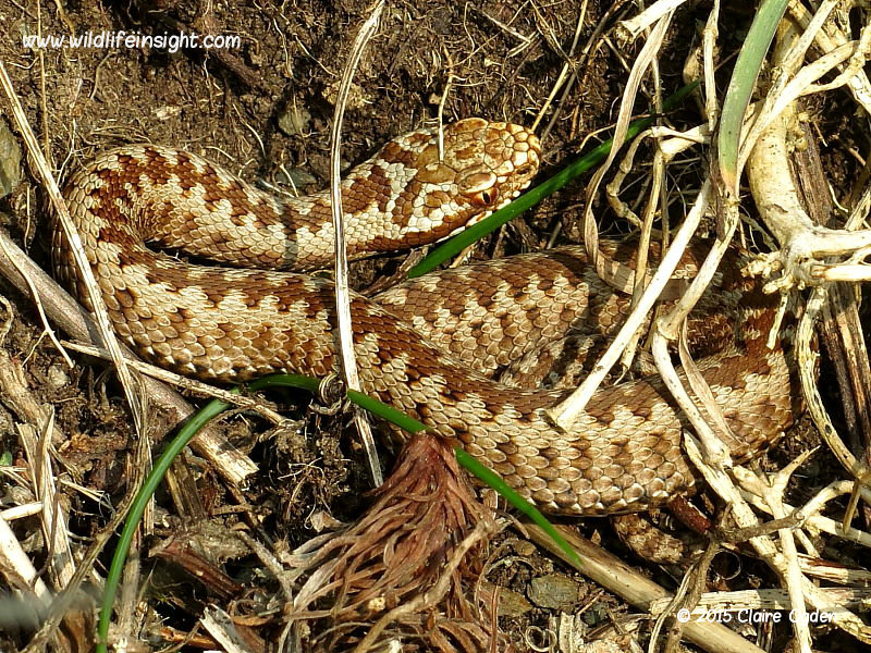 Signs of Spring in Cornwall | Wildlife Insight